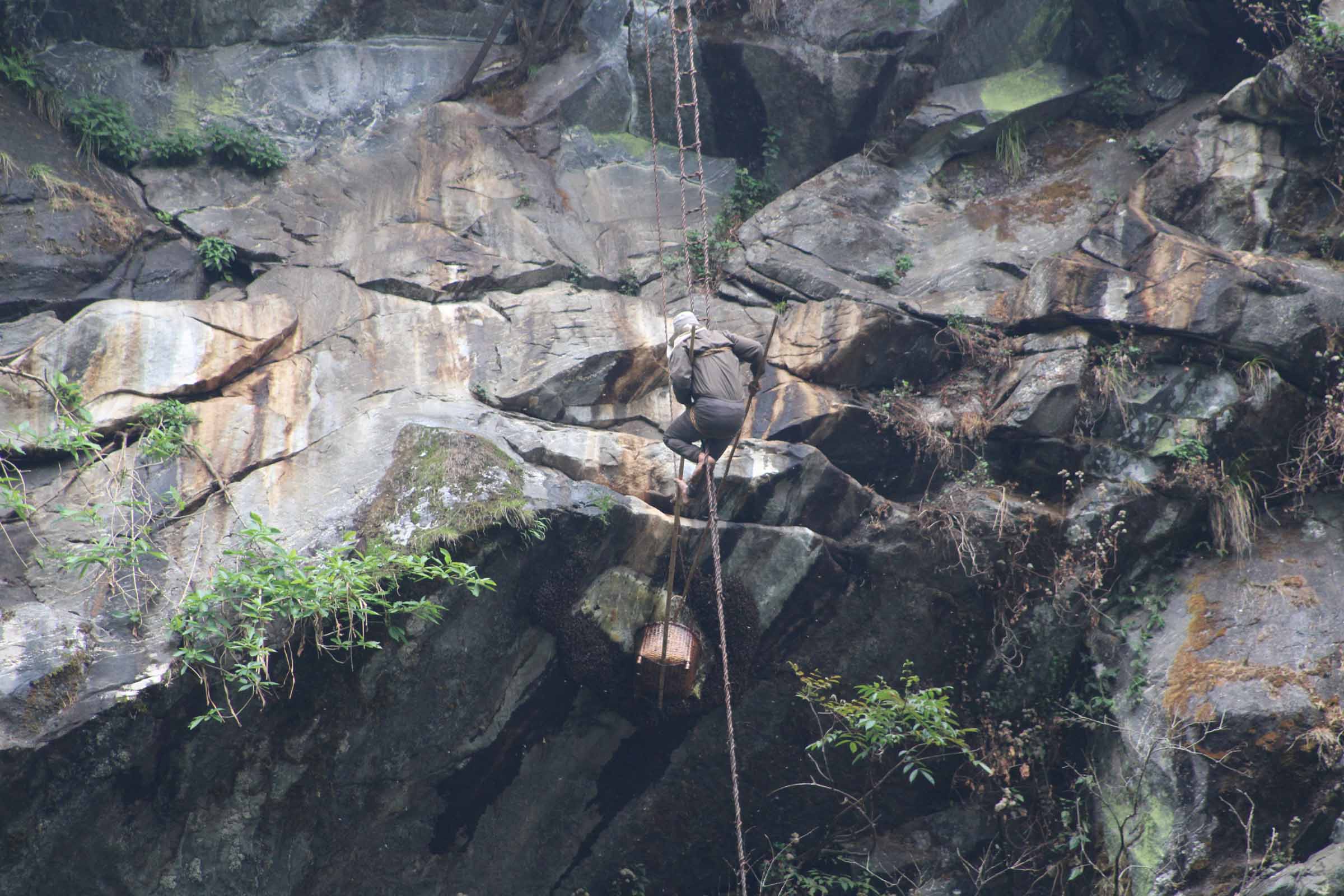 एउटै भीरबाट भीरमौरीको ६० किलो मह
