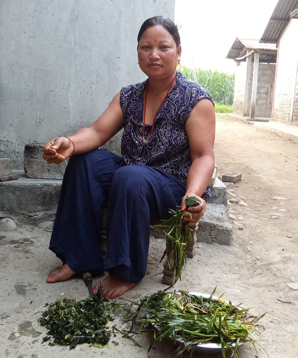 हाँसका लागि खोलामा सेवार खेती