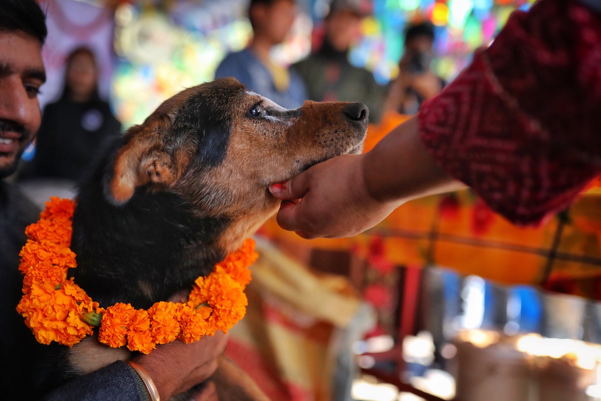 सडकबाट उद्धार गरिएका कुकुरको धुमधामसँग पूजा (तस्वीरहरू)