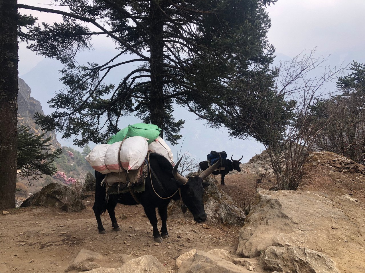 संकटमा याक-नाकको नश्ल