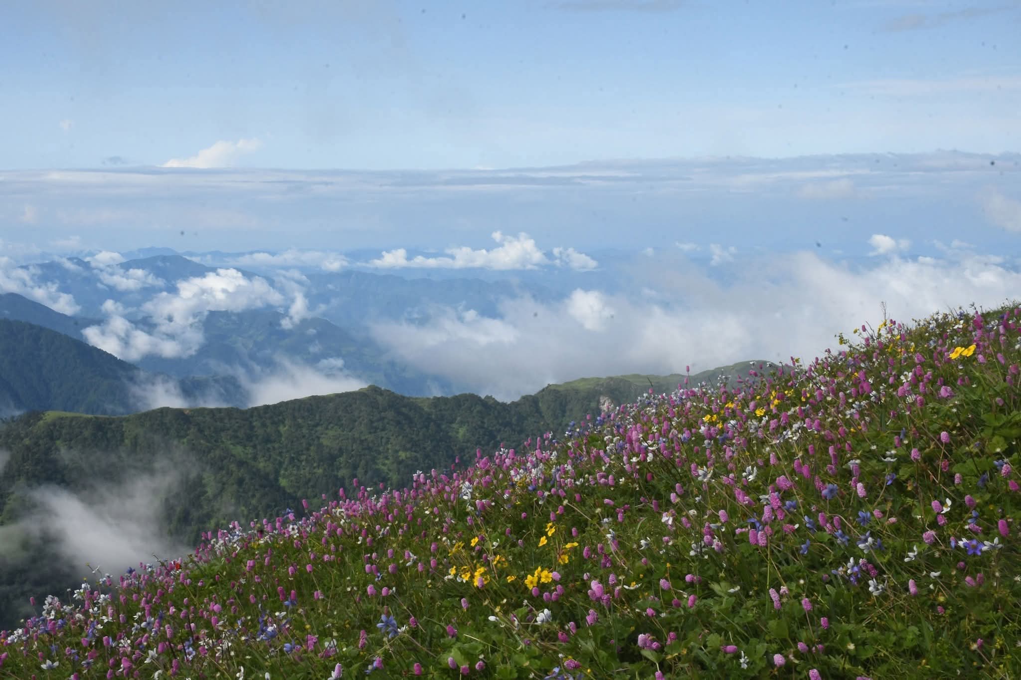 चौंरीखर्कमा बुकी फूलको बास्ना