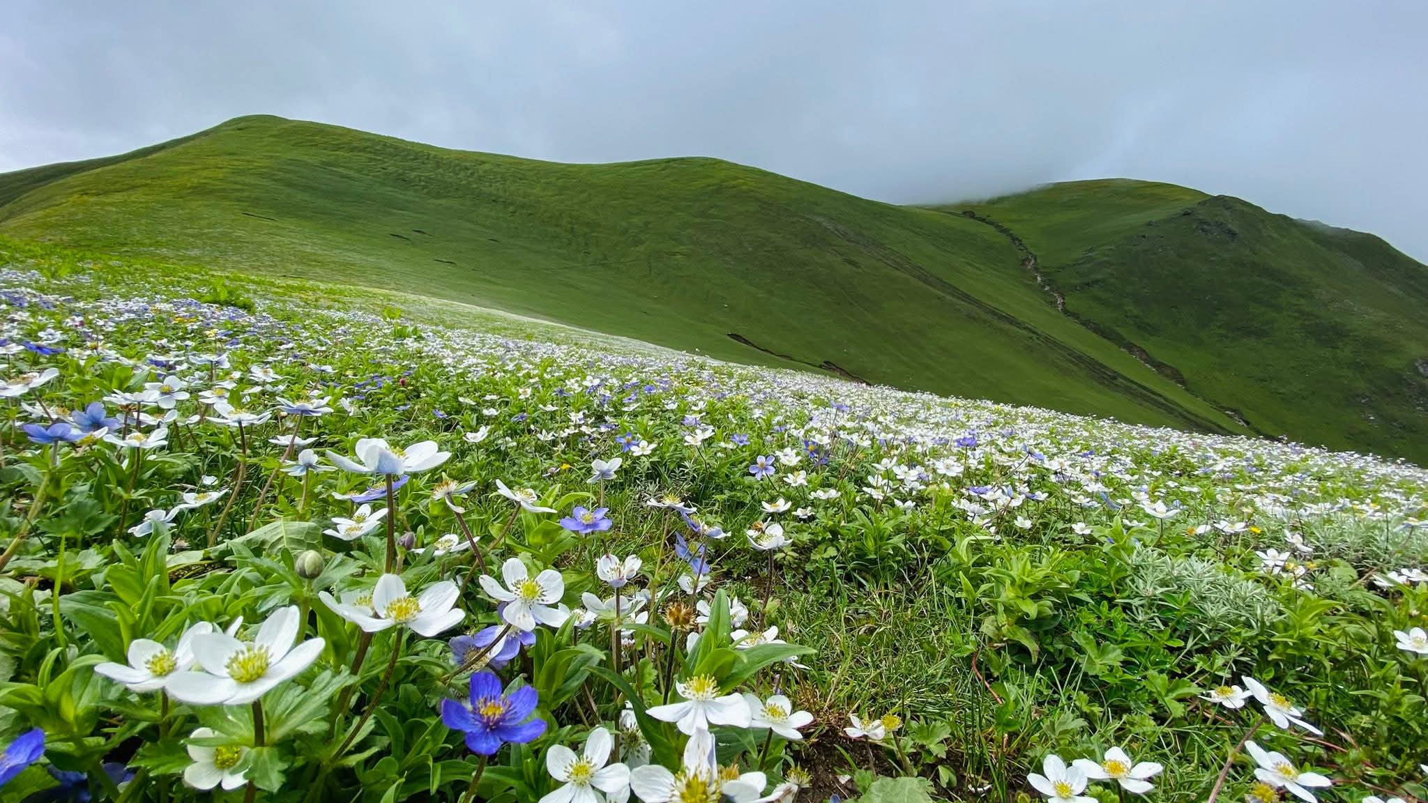 चौंरीखर्कमा बुकी फूलको बास्ना