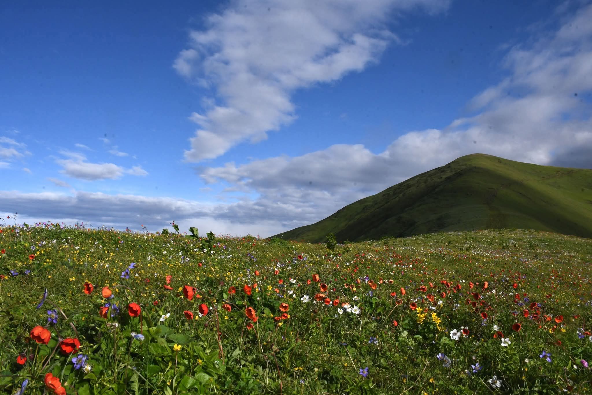 चौंरीखर्कमा बुकी फूलको बास्ना