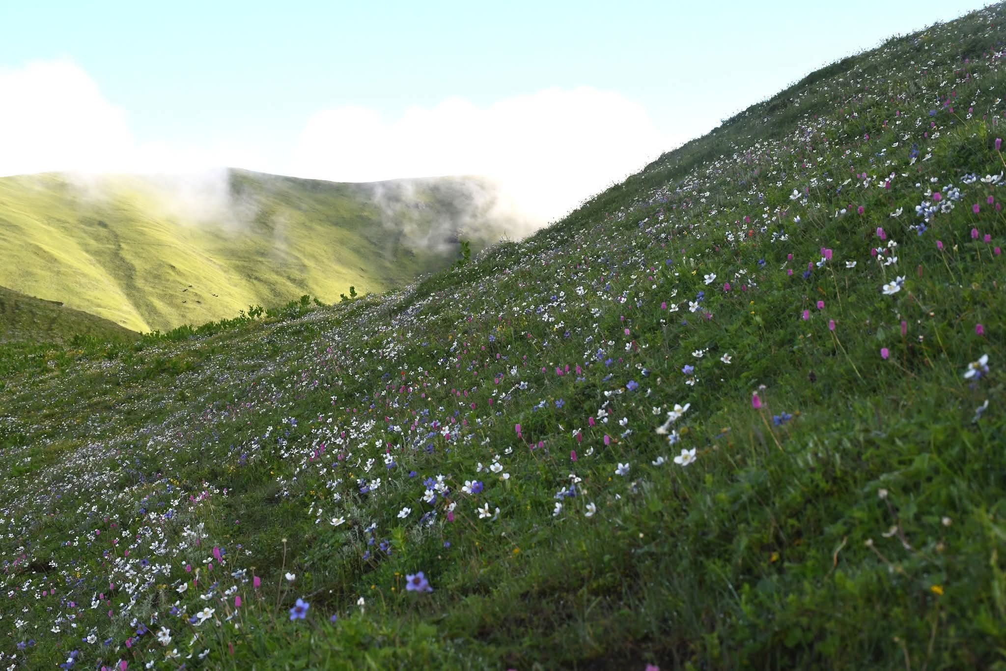 चौंरीखर्कमा बुकी फूलको बास्ना